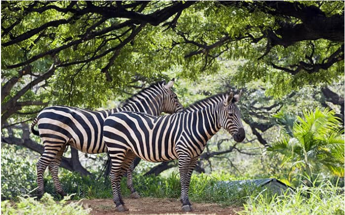 Tourist Attraction in Malawi - Global Diversity Hub